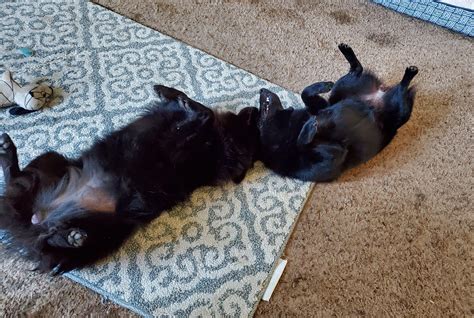 Ralph And Posey Best Friends Scrolller