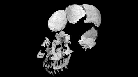 Skull Labelled Anatomy Text Detailed 3d Superhive Formerly Blender