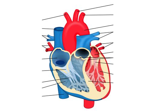 Ib Biology 6 2 Heart Diagram Diagram Quizlet