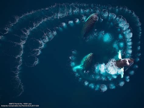 Antarctic Humpback Bubble Nets — Sr3 Sealife Response Rehabilitation
