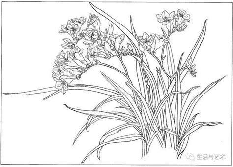 石斛兰花的简笔画 兰花简笔画 石斛兰花 第2页 大山谷图库