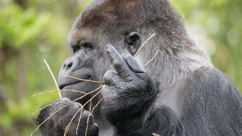 Gorilla Hand Holding