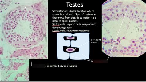Testes Diagram Quizlet