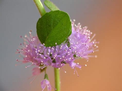 Menta Poleo Mentha Pulegium