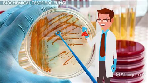 Biochemical Identification Of Microorganisms