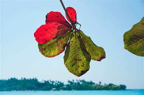 밝고 푸른 하늘에 적운 구름 푸른 하늘과 구름을 배경으로 나무의 녹색 잎 푸른 나무는 아래에서 하늘을 바라 봅니다 나무를 통해 하늘을 아래에서 볼 수 있습니다 0명에 대한