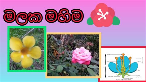 මලක කොටස් Youtube