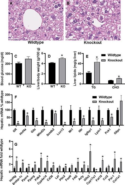 Effects Of Liver Specific Knockout Ko Of Glucocorticoid Receptor Gr