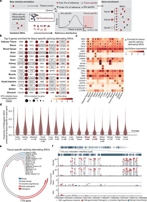 SpliceTransformer Predicts Tissue Specific Splicing Linked To Human Diseases PMC