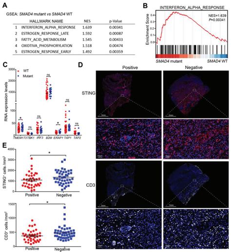 学术助力 Smad4基因缺失促进胰腺癌免疫原性的机制研究 知乎