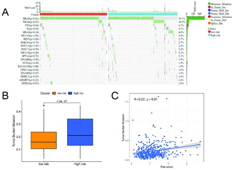 Gene Mutation Analysis A Mutation Profile And Mutation Rate Download Scientific Diagram