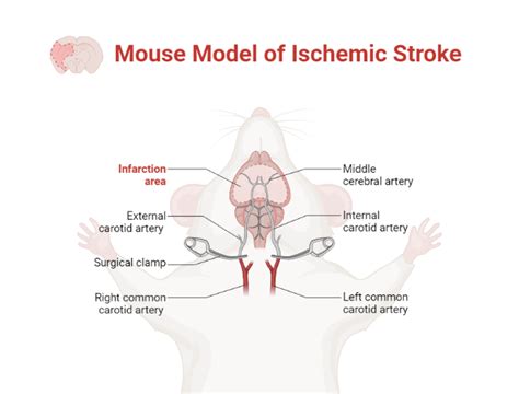Mouse Model Of Ischemic Stroke Biorender Science Templates