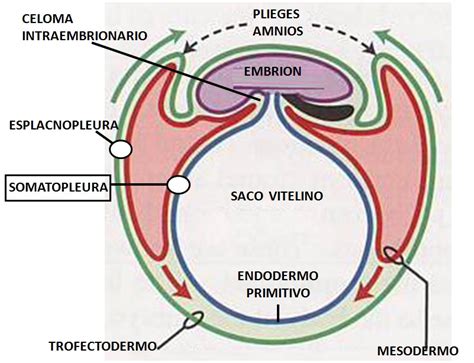 Embriologia Medicina Primer Semestre Segunda Semana Del Desarrollo