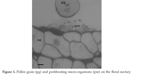 Knowledge Class Nectar Plant Interface For Complex Interaction With