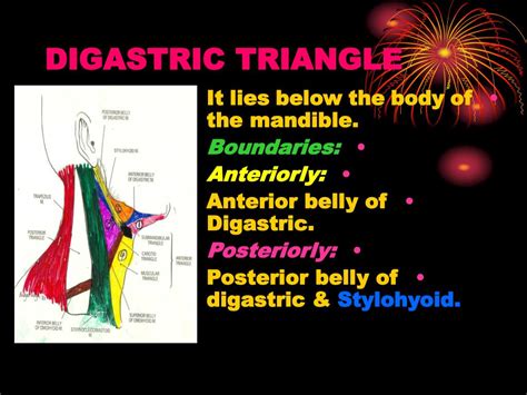 Carotid Triangle Contents Mnemonic
