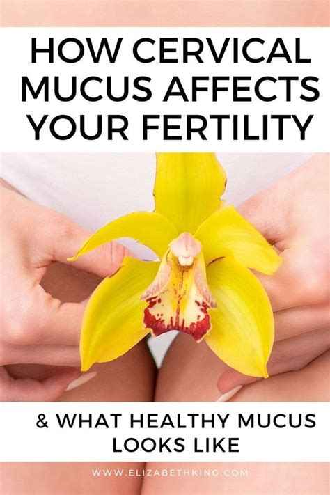 Cervical Mucus Ovulation And Fertility What´s The Connection