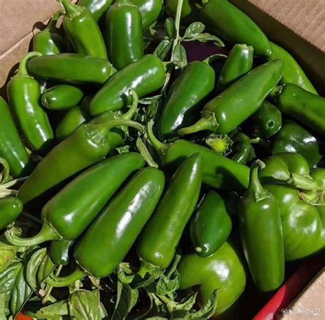 腌制的墨西哥辣椒 转转会女主人日记 食物