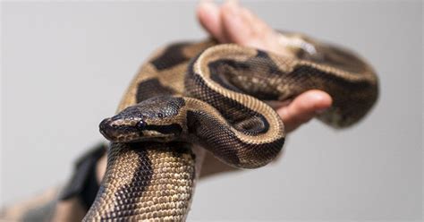 Call It Delta S S S Sonic 5 Pythons Found In A Month Near Amherst Car Wash Rbuffalo