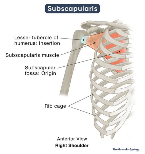 Subscapularis Action Origin Insertion Innervation And Diagram