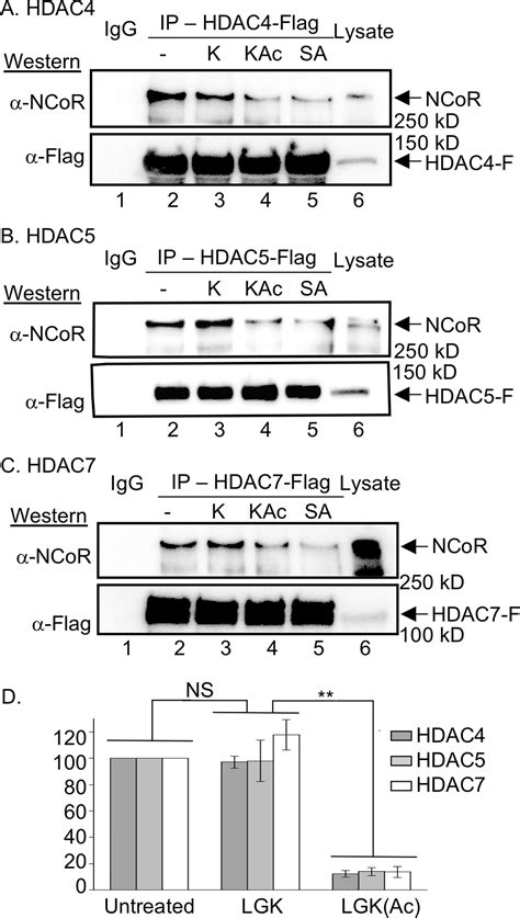 Evidence That Hdac7 Acts As An Epigenetic “reader” Of Ar Acetylation