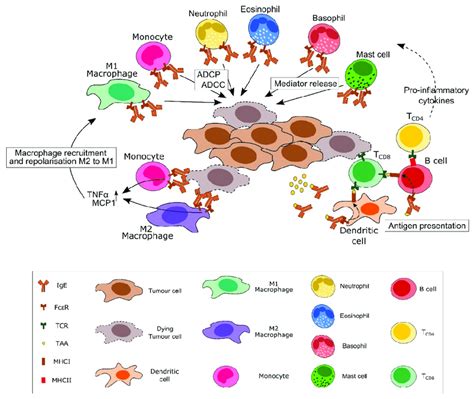 Ige And Ige Therapy Mediated Cellular Immune Surveillance Against Download Scientific Diagram