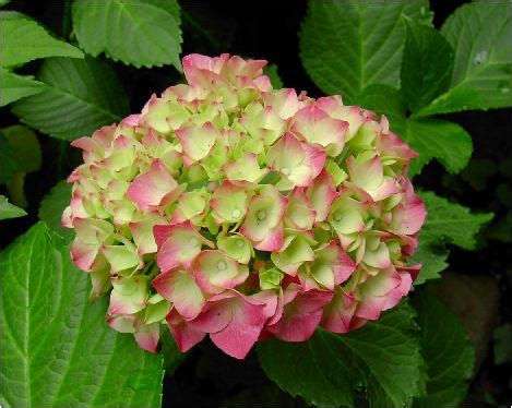 のんびりぼっこ広場雪紫陽花ユキアジサイ水戸茨城涸沼