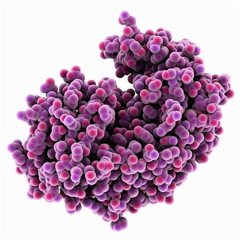 Bovine Chymosin Molecule 1 By Science Photo Library