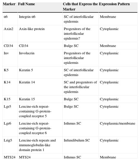 Skin Stem Cells At The Frontier Between The Laboratory And Clinical