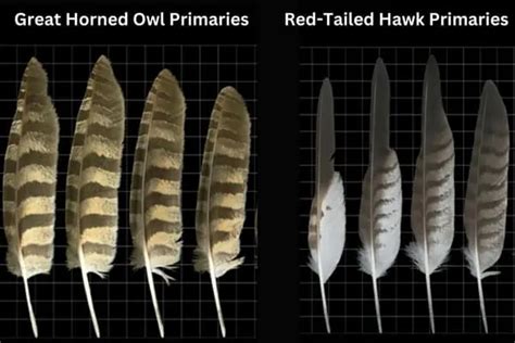 Great Horned Owl Feathers I D And Facts Bird Feeder Hub