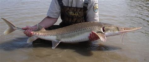 Pallid Sturgeon Habitat