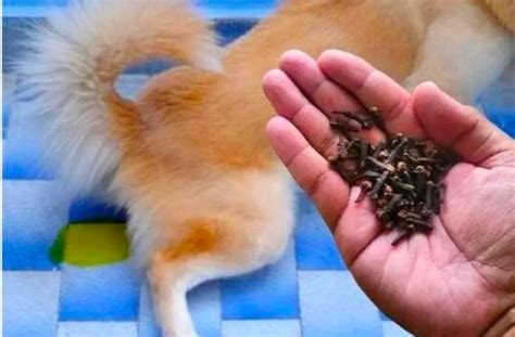 ¡no Más Mascotas Orinando En El Interior Con Este Truco ¡fue Mi Vecino