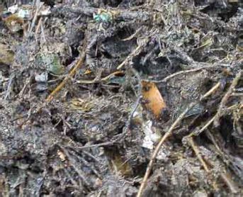 Incorrectly Adding Compost