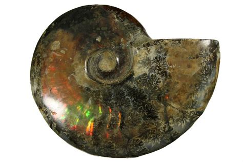 2 35 Red Green Flash Ammonite Fossil Madagascar 187260 For Sale