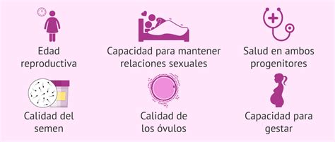 Hormonas Sexuales Masculinas Y Femeninas ¿qué Funciones Tienen