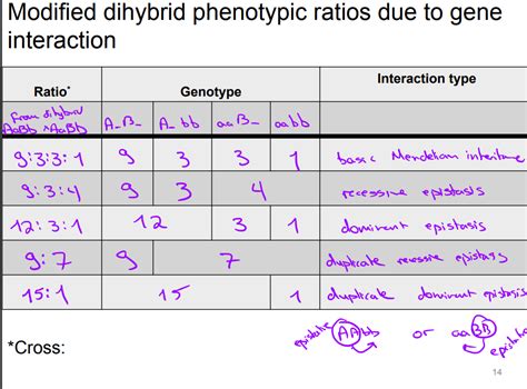 Gene Interactions Epistasis Diagram Quizlet