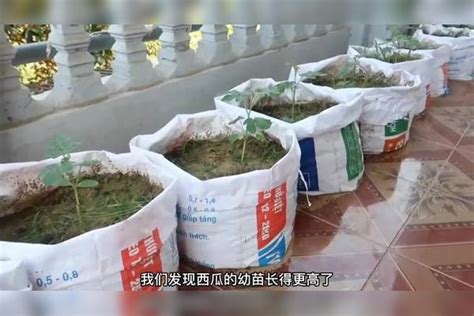 悬空种植西瓜吊在半空也能种西瓜又大又好吃简单实用的小技巧 西瓜 种植 技巧