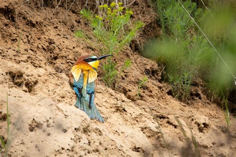 A European Bee Eater Merops Apiaster At The Entrance Of Its Nesting
