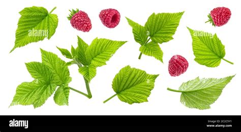 Berries Raspberry On Leaves Cut Out Stock Images And Pictures Alamy