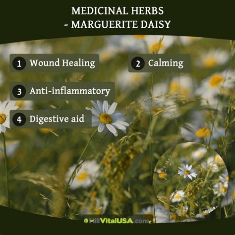 Marguerite Daisy Health Benefits Of This Medicinal Herb