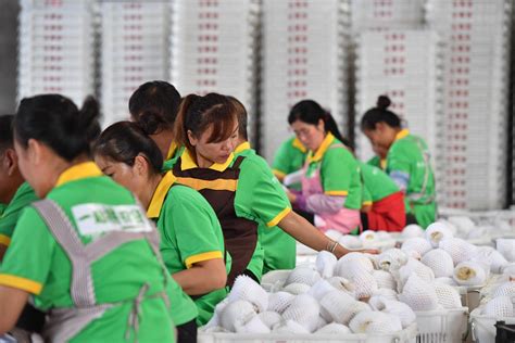 郭静：农业变得“吃香”，电商平台争做农业“最初一公里”联商专栏