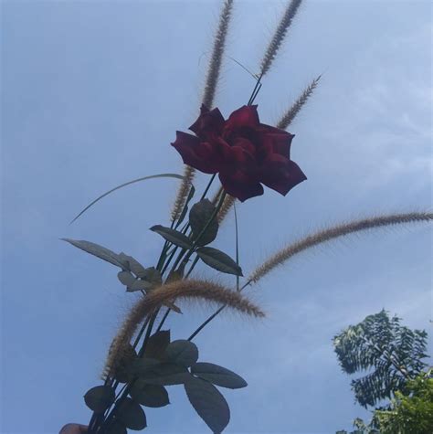 නවකතා අරණ ලියා අවසන් නවකතා කෙටි කතා Facebook