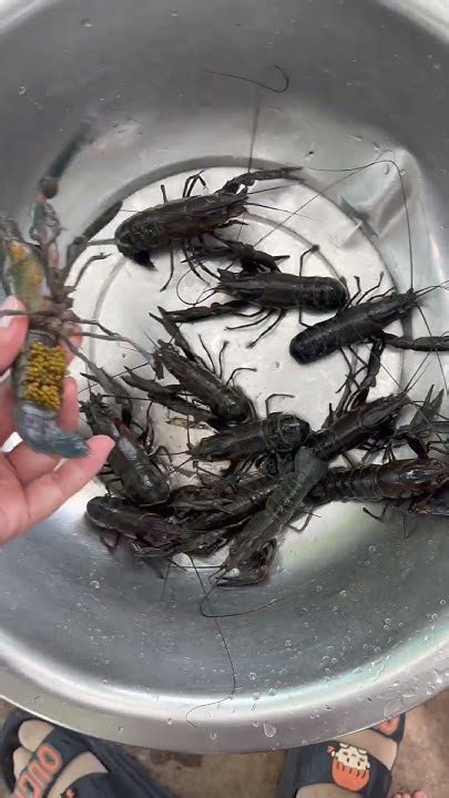 ចិញ្ចឹមបង្កងអូស្ត្រាលី ខេត្តកំពត 010514359 Youtube