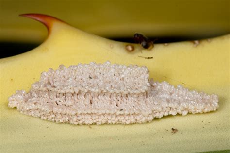 Battleship Shaped Ootheca Nature Closeups