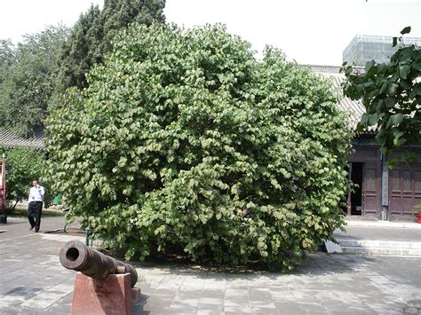 丁香树图册 360百科