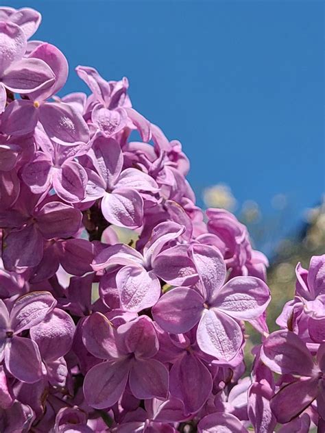 ライラック季節の花と花言葉 kensan 0427さんのﾌﾞﾛｸﾞ