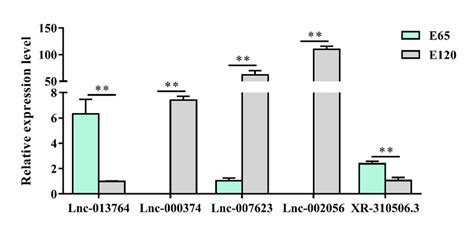 The Lncrna Expression Patterns In Different Stages The Results Were In Download Scientific