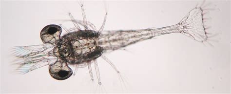 Shrimp Disease Detection Revongen Corporation Sdn Bhd