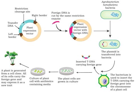 Recombinant Dna Examples