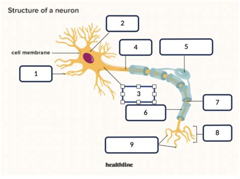 Cognitive Neuroscience Midterm Review Flashcards Quizlet