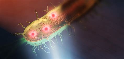 Mid Infrared Nanoscopy Gives Clearer View Of Bacteria Electro Optics